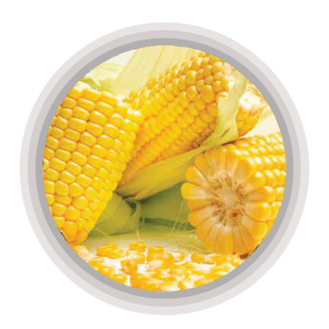 Yellow Maize | Radiance Global